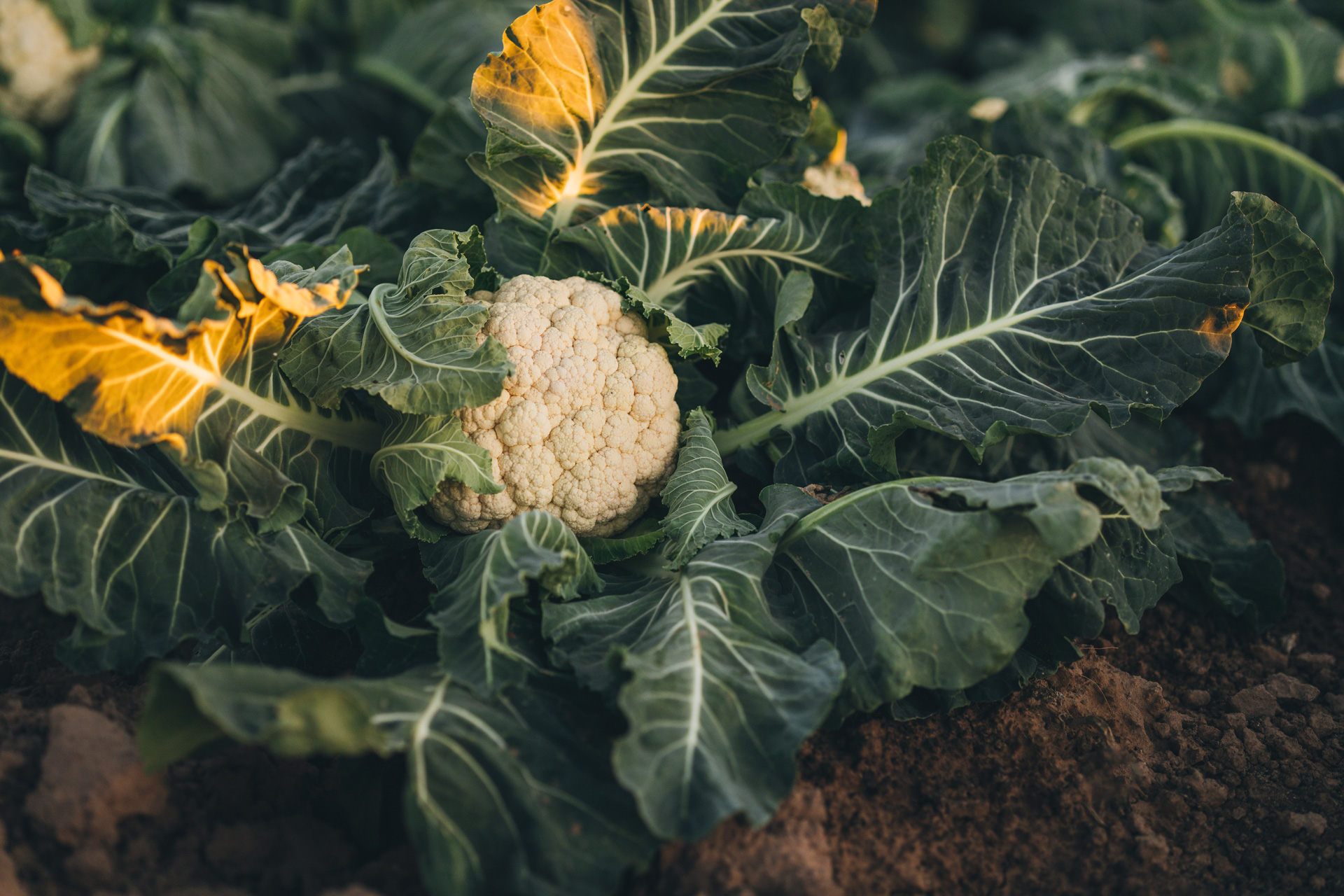 Contáctenos - Earthbound Farm